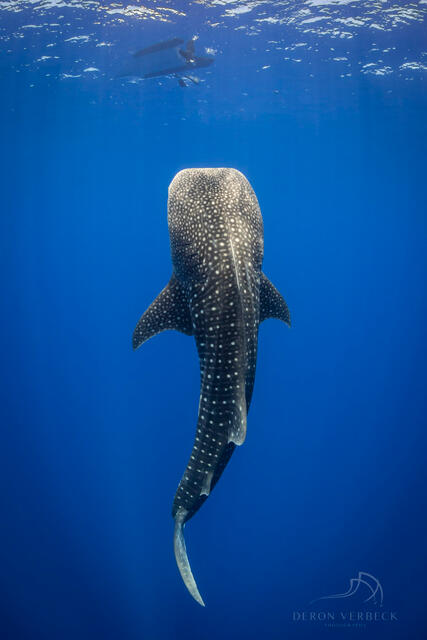 Captivating Marine Life: Photography of Whales & Sharks | Deron Verbeck ...